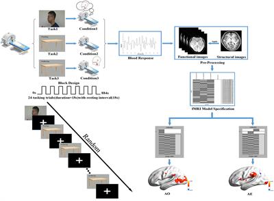 Frontiers | Comparison of Activation Patterns in Mirror Neurons and the Swallowing Network ...